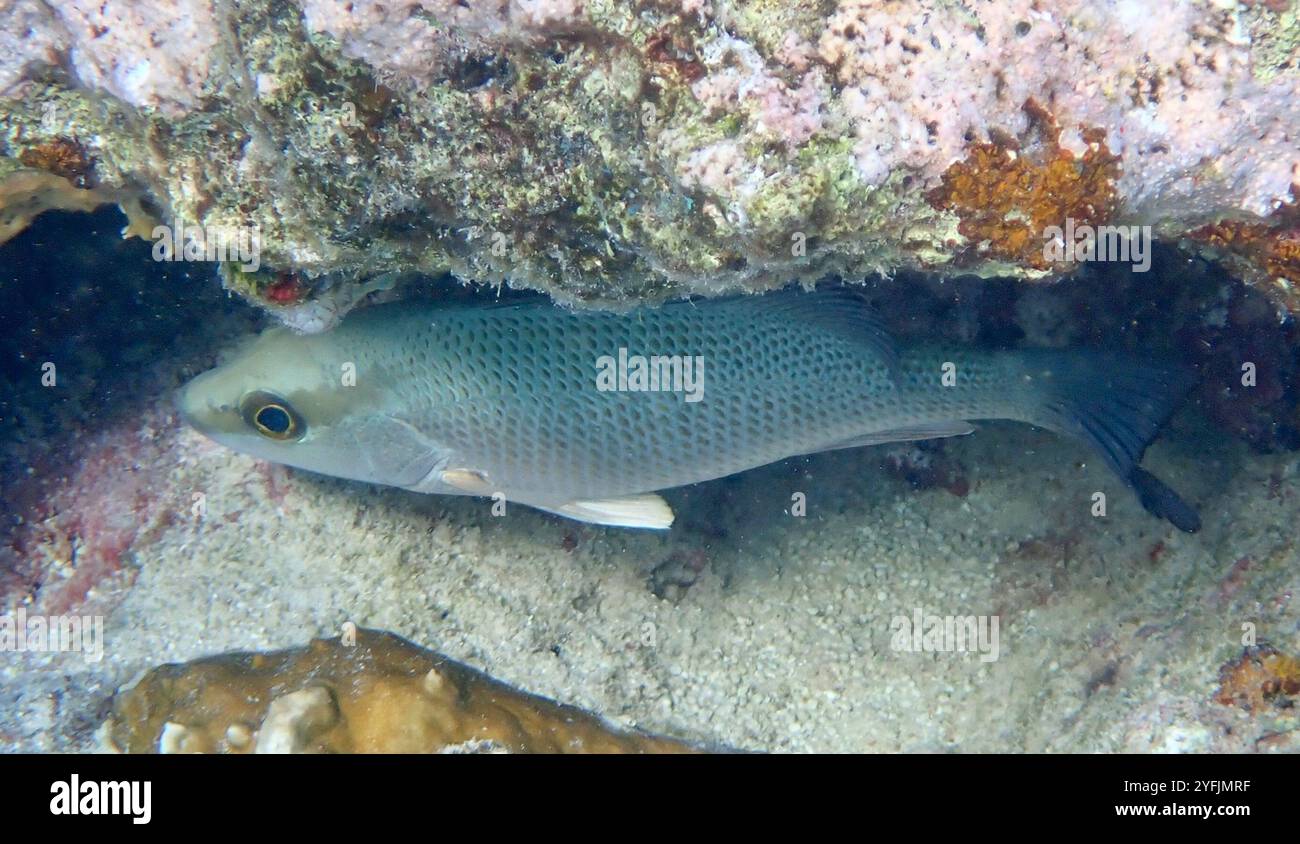 Gray Snapper (Lutjanus griseus Stock Photo - Alamy