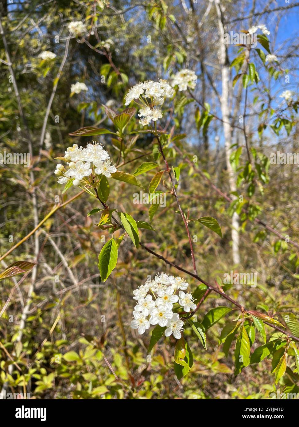 fire cherry (Prunus pensylvanica Stock Photo - Alamy