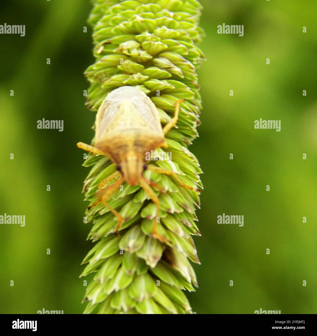 Rice stink bug hi-res stock photography and images - Alamy