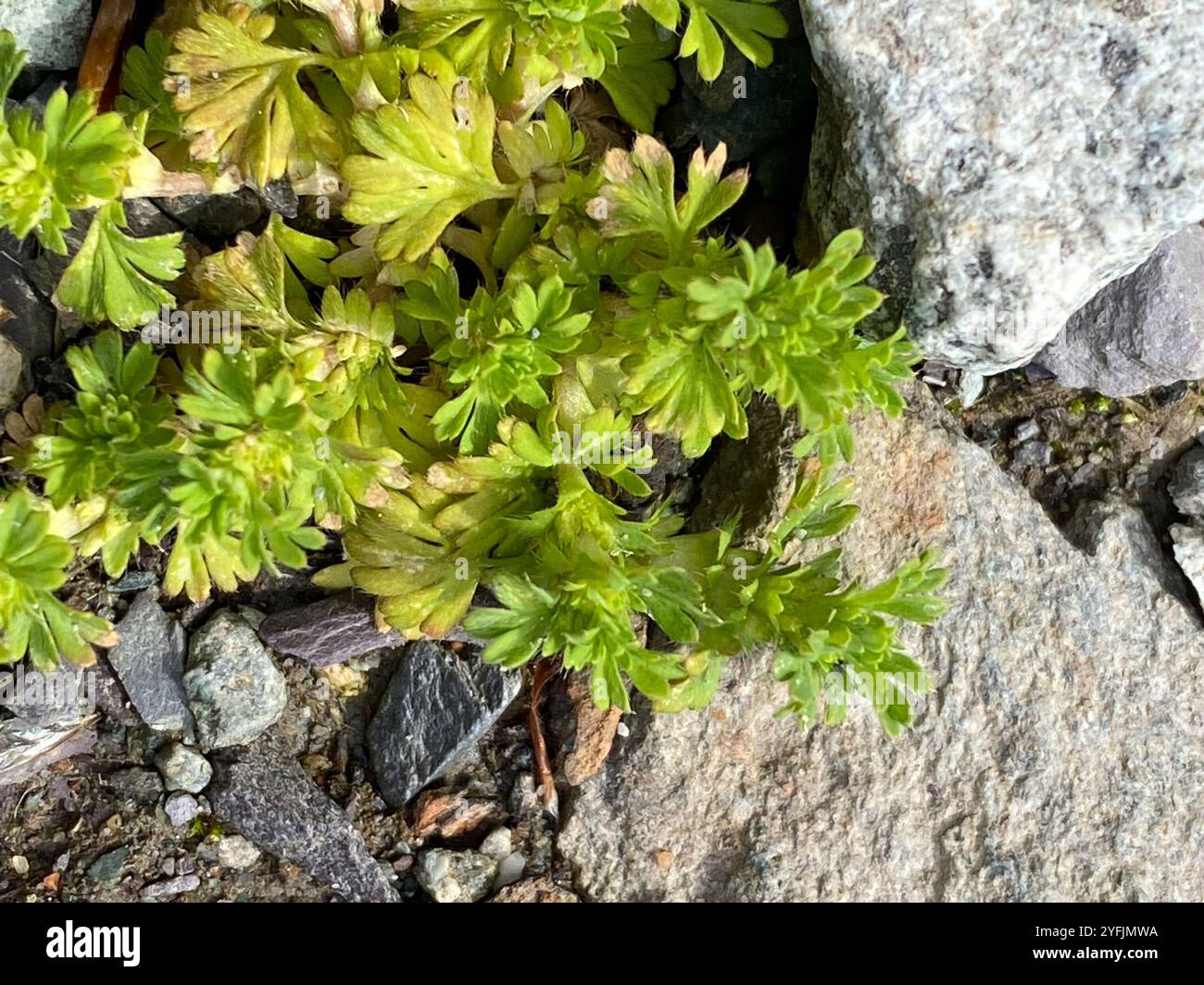 Field Parsley Piert (Alchemilla arvensis Stock Photo - Alamy