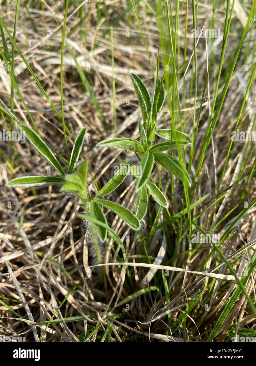 breadroot scurf pea (Pediomelum esculentum Stock Photo - Alamy