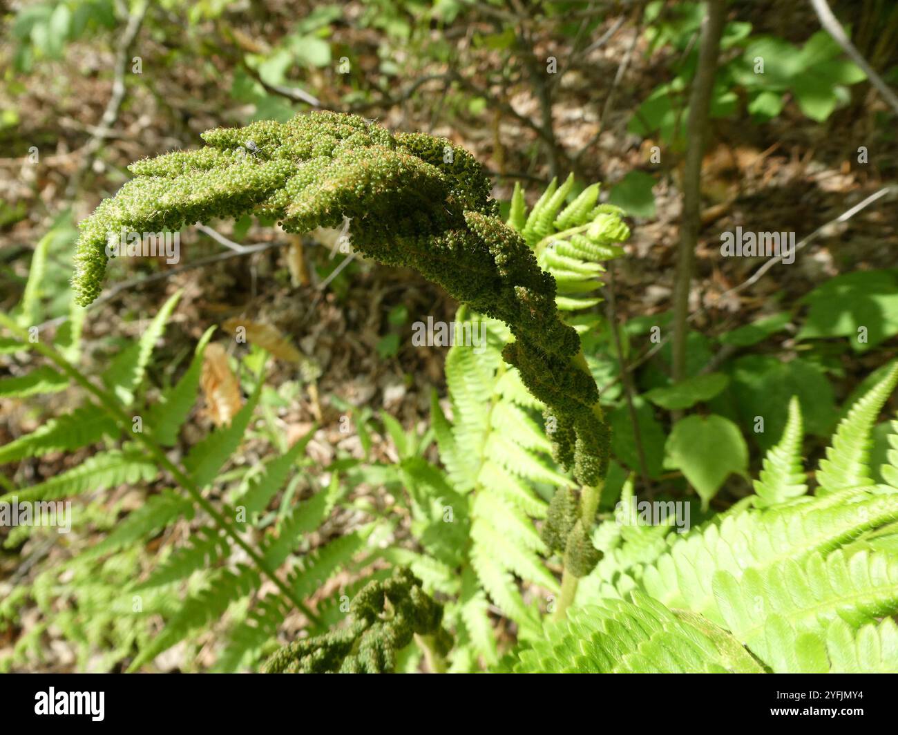 cinnamon fern (Osmundastrum cinnamomeum Stock Photo - Alamy