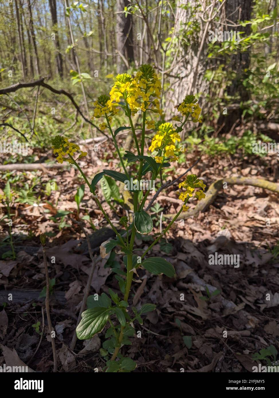 land cress (Barbarea verna Stock Photo - Alamy