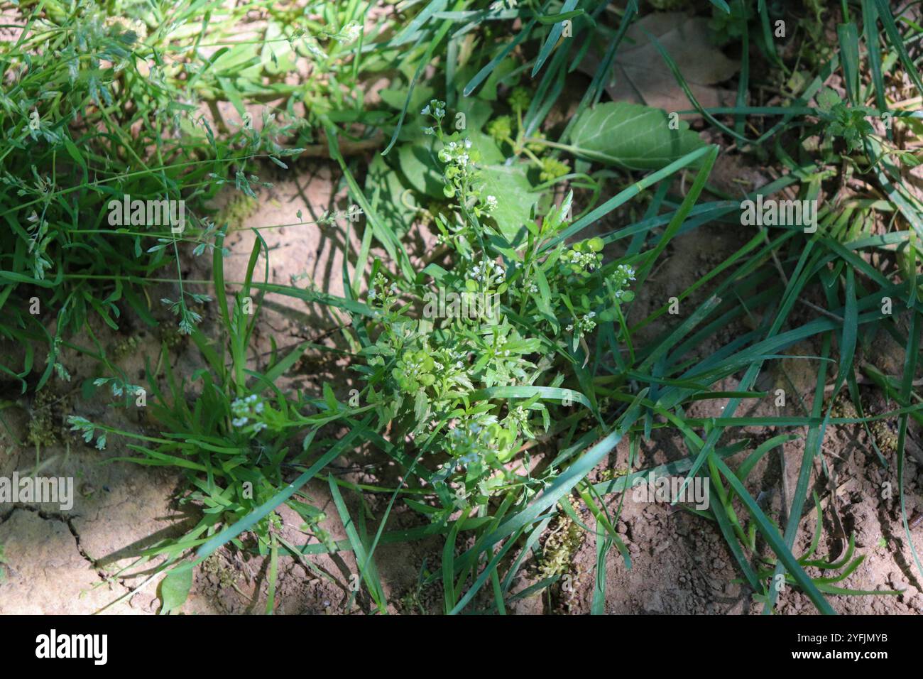 Virginia pepperweed (Lepidium virginicum Stock Photo - Alamy