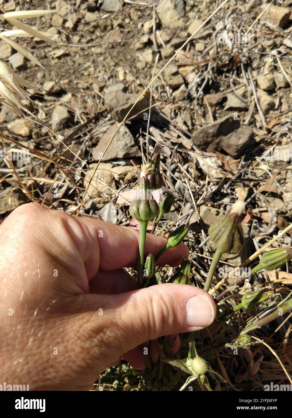 False Hawkbit (Urospermum picroides Stock Photo - Alamy