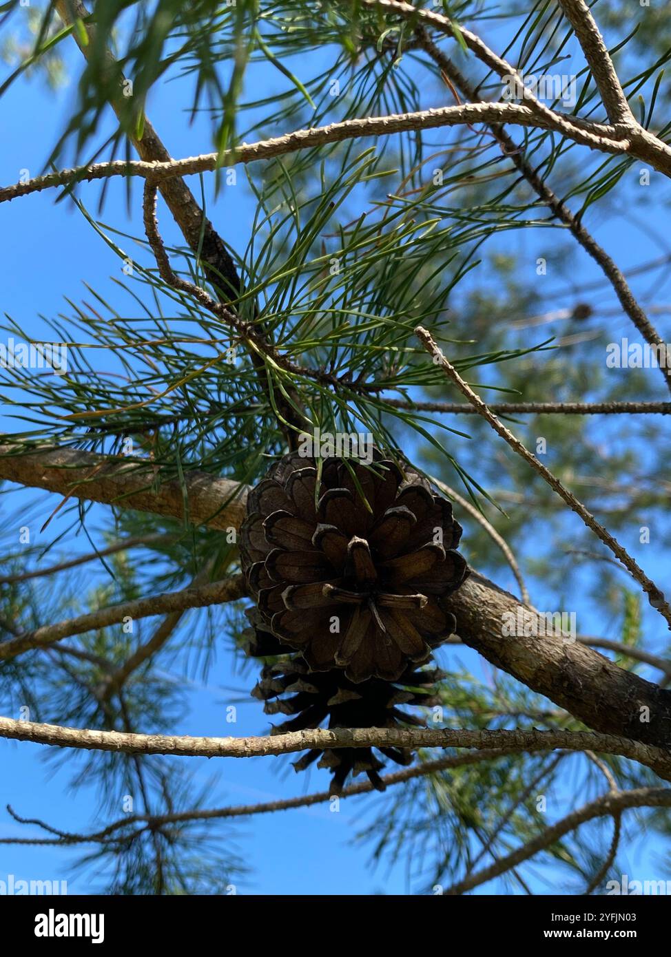 sand pine (Pinus clausa Stock Photo - Alamy