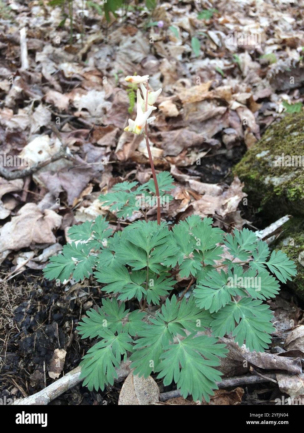 Dutchman's breeches (Dicentra cucullaria Stock Photo - Alamy