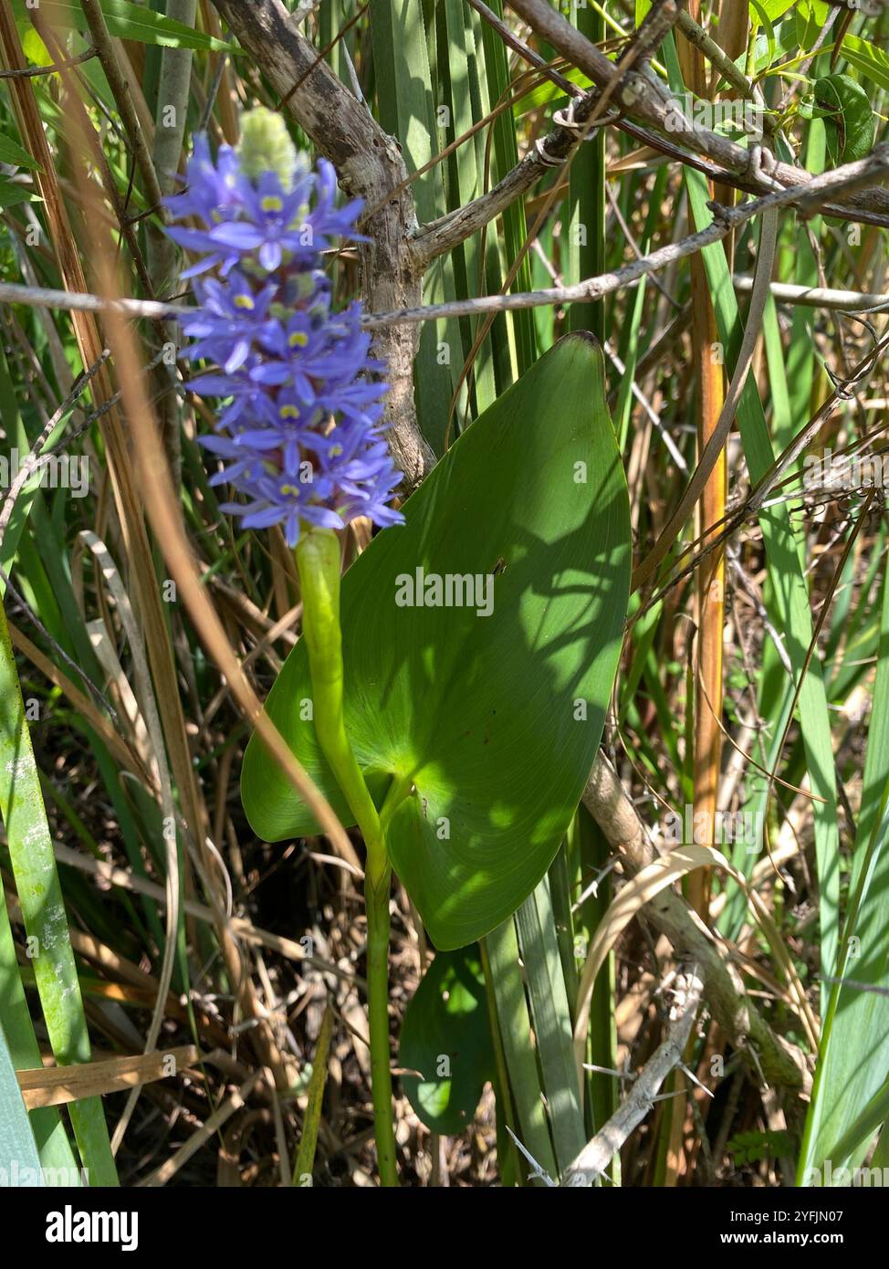 (Pontederia cordata cordata Stock Photo - Alamy