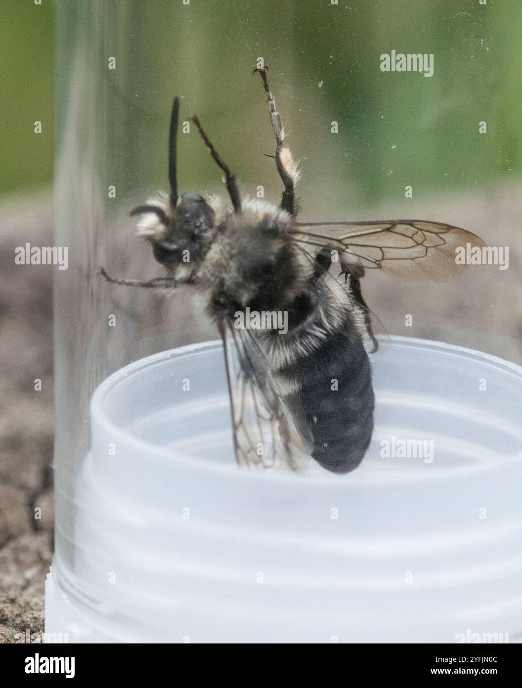 Common Mourning Bee (Melecta albifrons Stock Photo - Alamy
