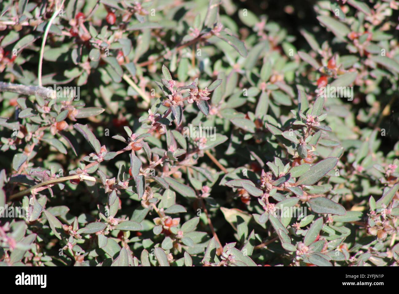 berry saltbush (Atriplex semibaccata Stock Photo - Alamy