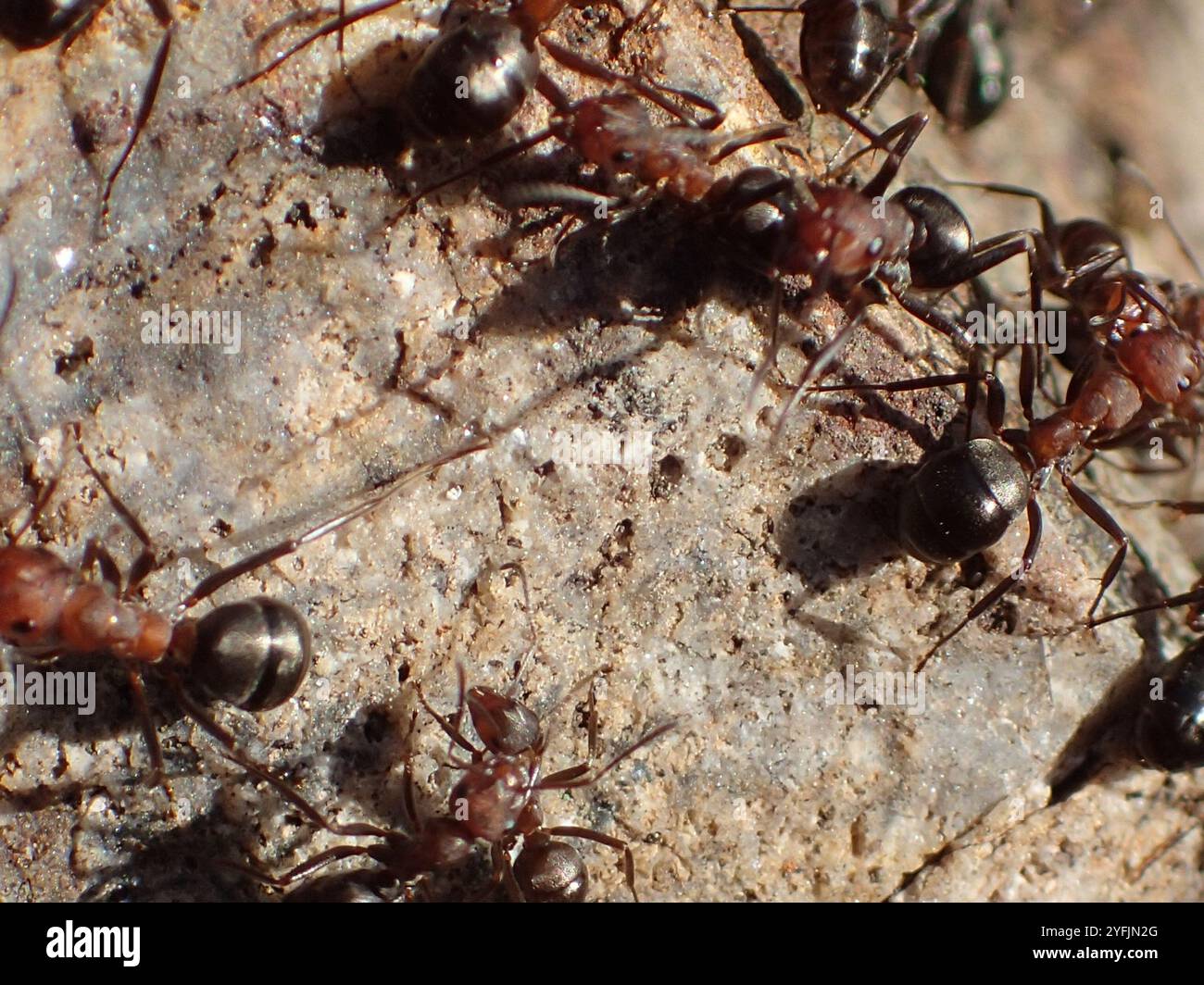 Wood, Mound, and Field Ants (Formica Stock Photo - Alamy