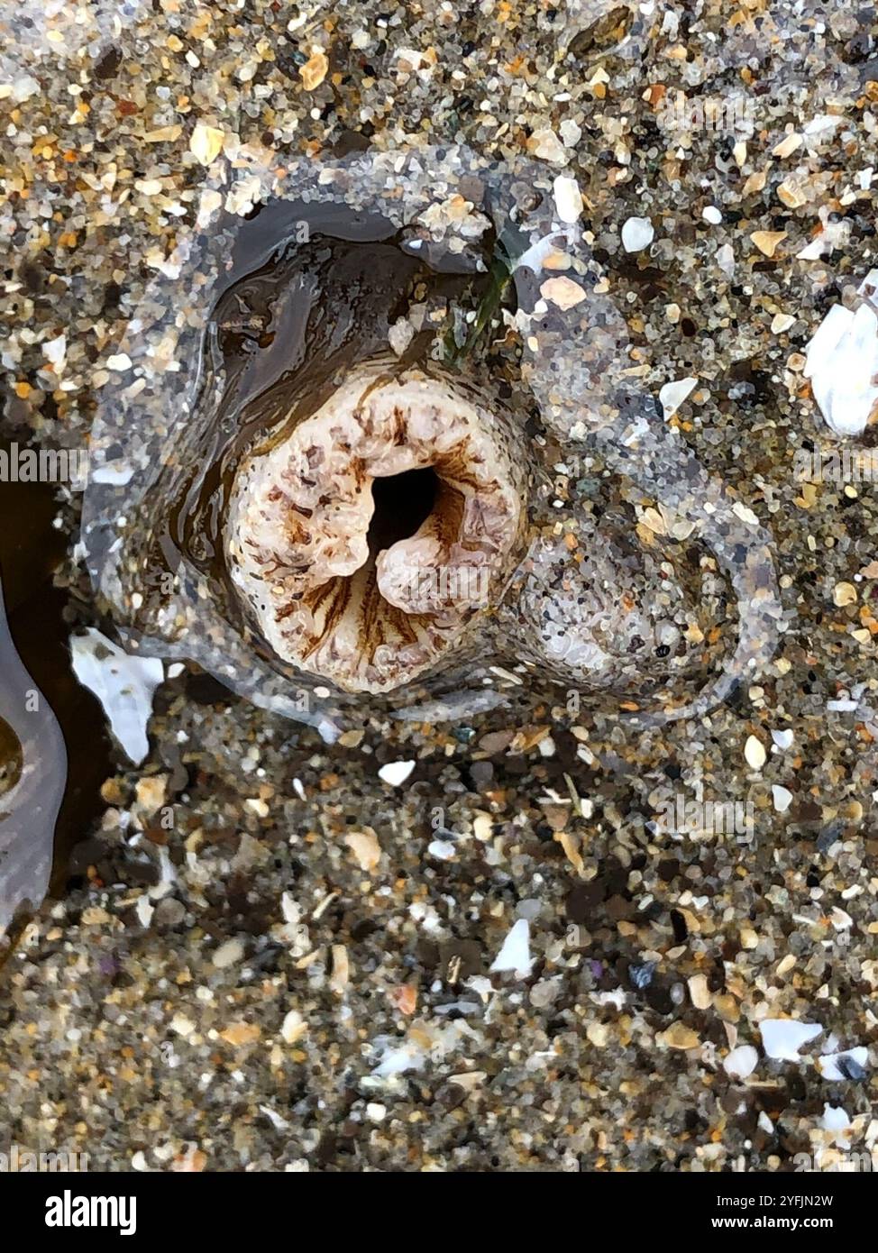 Rough piddock hi-res stock photography and images - Alamy