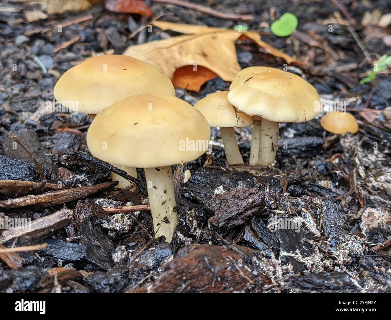 Spring fieldcap agrocybe praecox hi-res stock photography and images ...