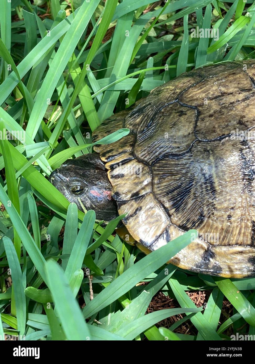 Red-eared Slider (Trachemys scripta elegans Stock Photo - Alamy