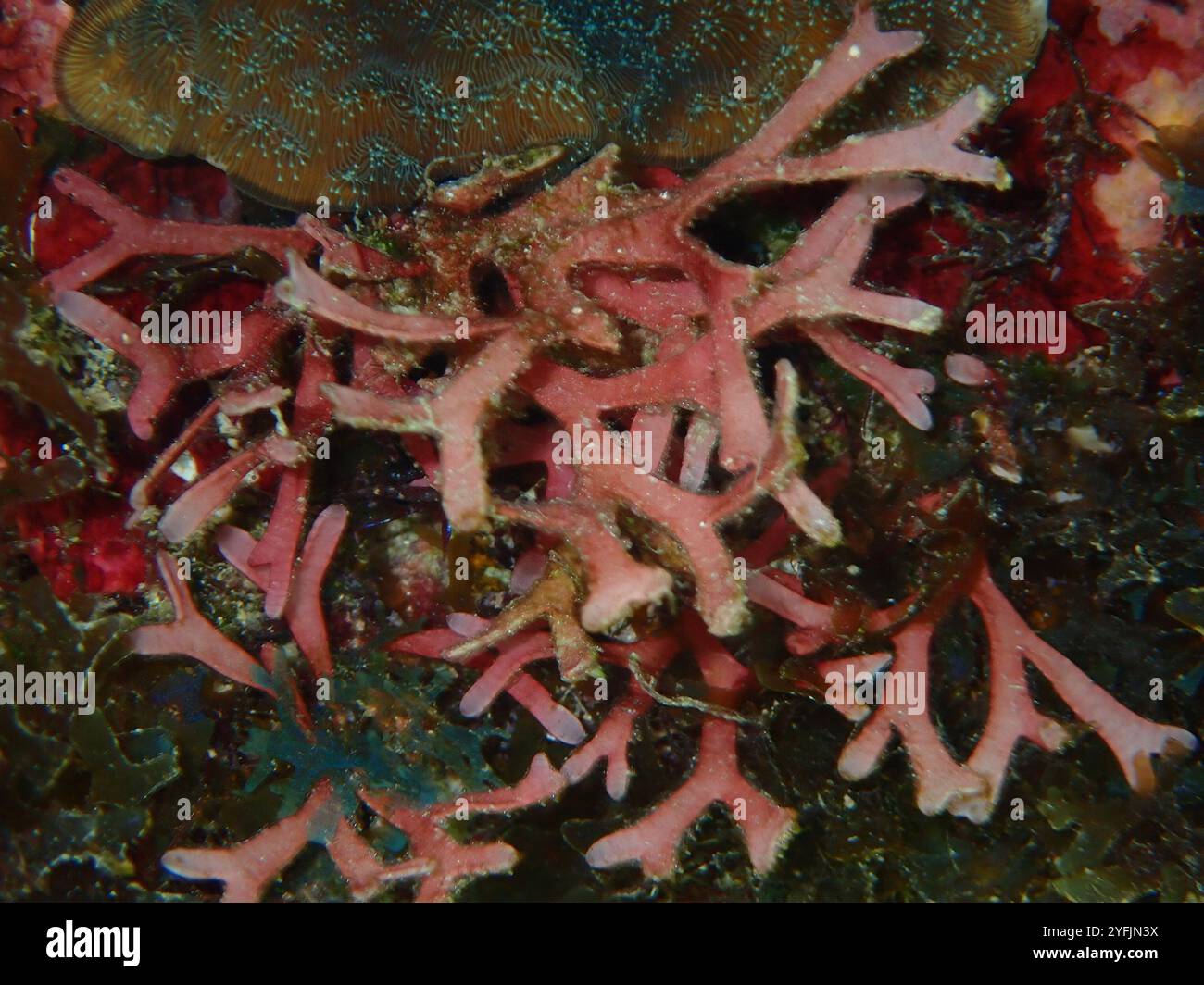 red algae (Rhodophyta Stock Photo - Alamy