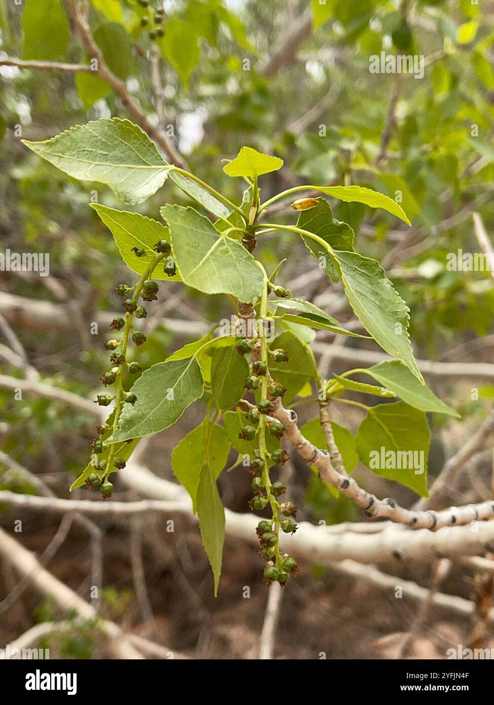 Fremont Cottonwood (Populus fremontii Stock Photo - Alamy