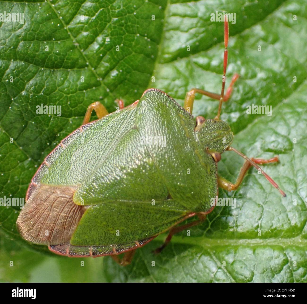 Green Shield Bug (Palomena prasina Stock Photo - Alamy
