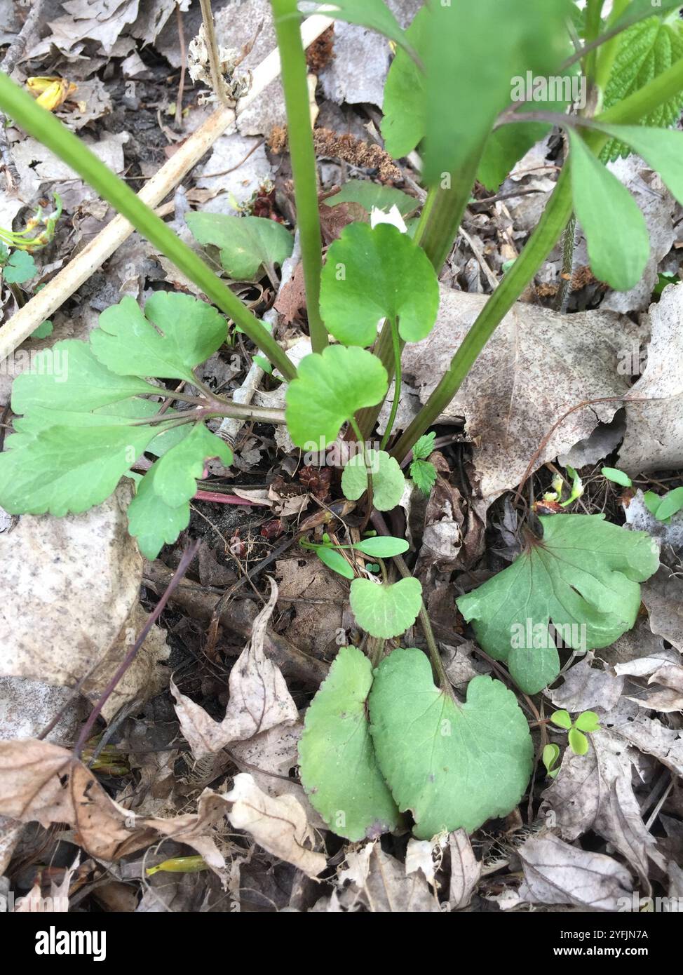 small-flowered buttercup (Ranunculus abortivus Stock Photo - Alamy