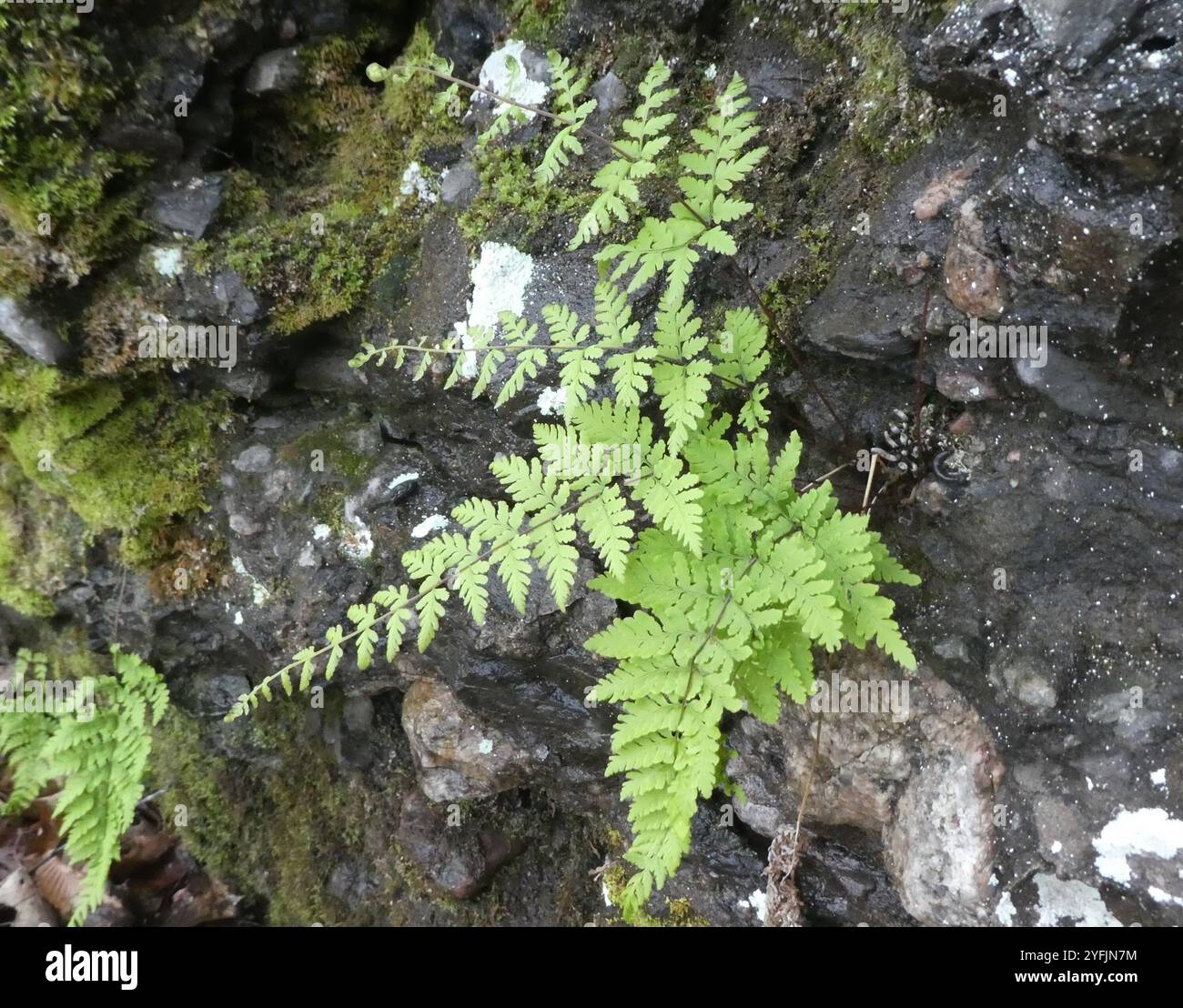 bulblet fern (Cystopteris bulbifera Stock Photo - Alamy