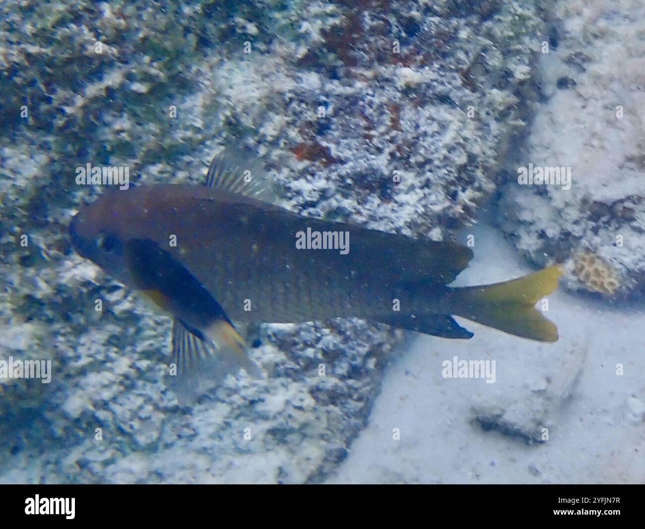 Yellowtail Damselfish (Microspathodon chrysurus Stock Photo - Alamy