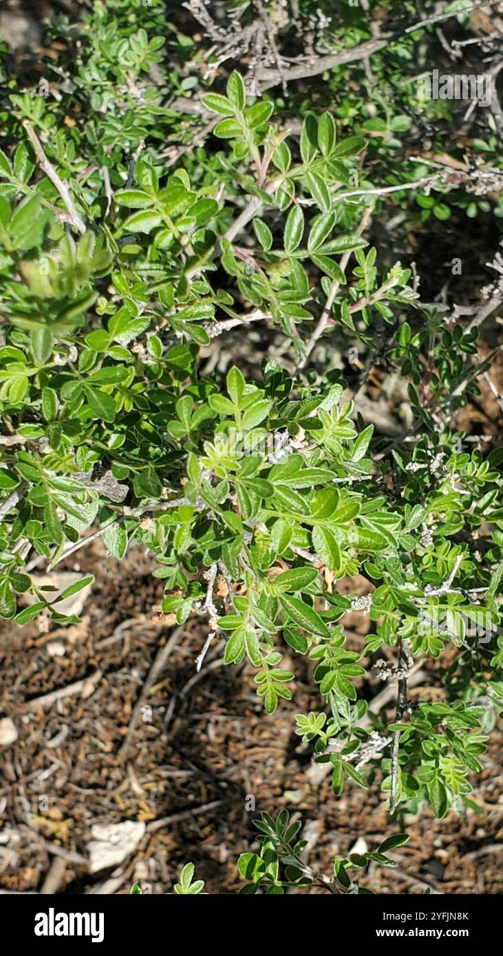 little leaf sumac (Rhus microphylla Stock Photo - Alamy