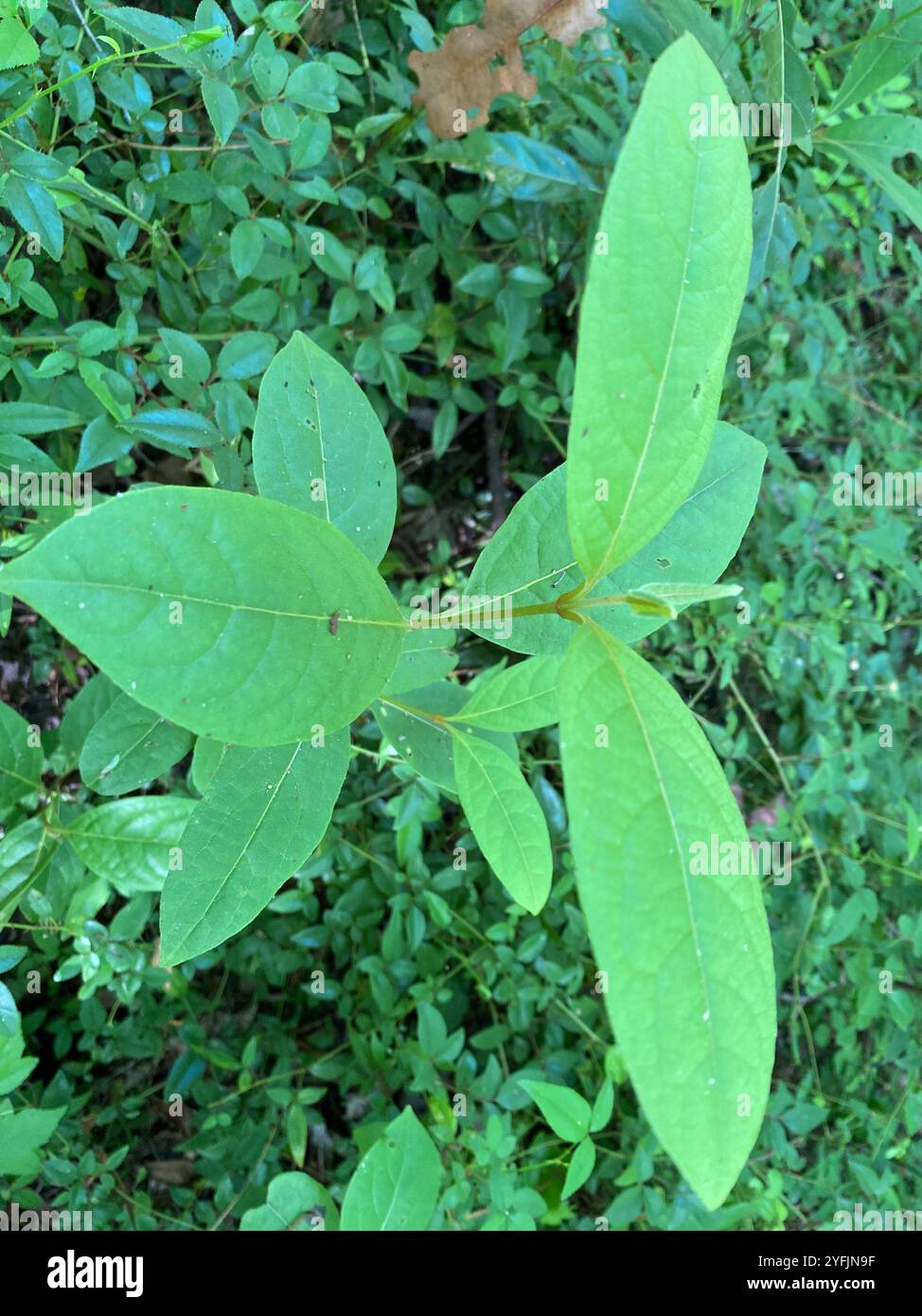 southern wild raisin (Viburnum nudum Stock Photo - Alamy