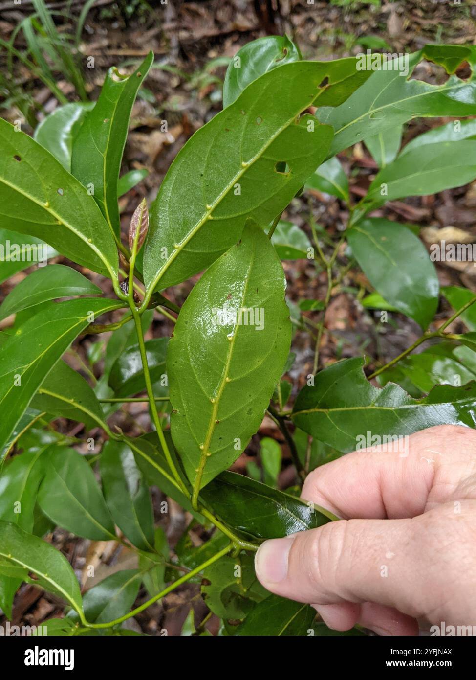 Domatia Tree (Endiandra discolor Stock Photo - Alamy