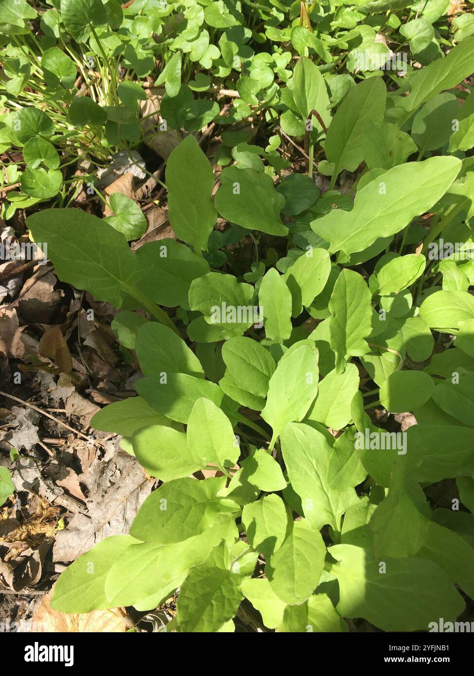 Nabalus crepidineus hi-res stock photography and images - Alamy