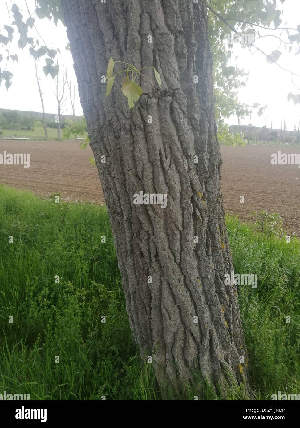 Hybrid Black-poplar (Populus × canadensis Stock Photo - Alamy