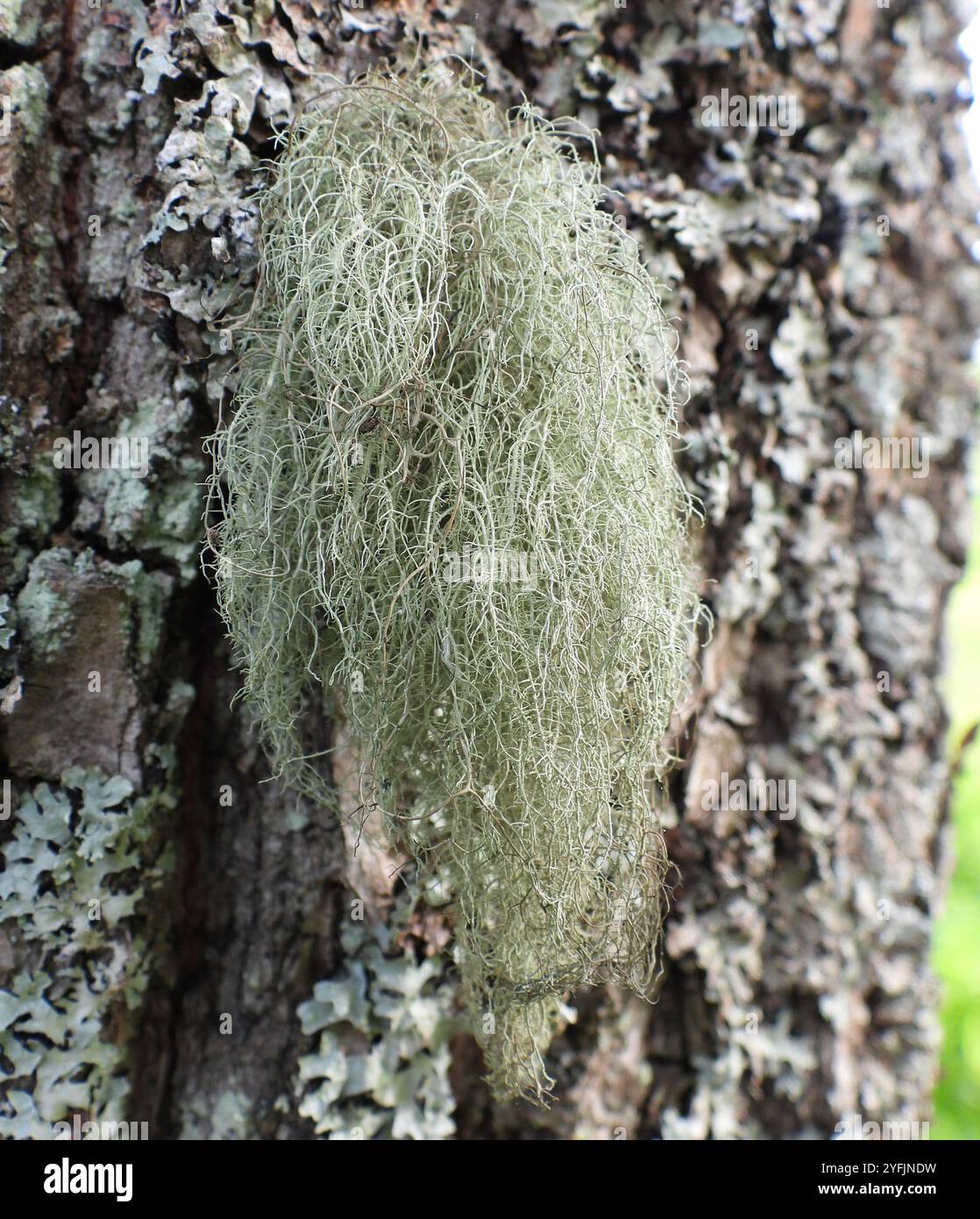 Fishbone beard hi-res stock photography and images - Alamy