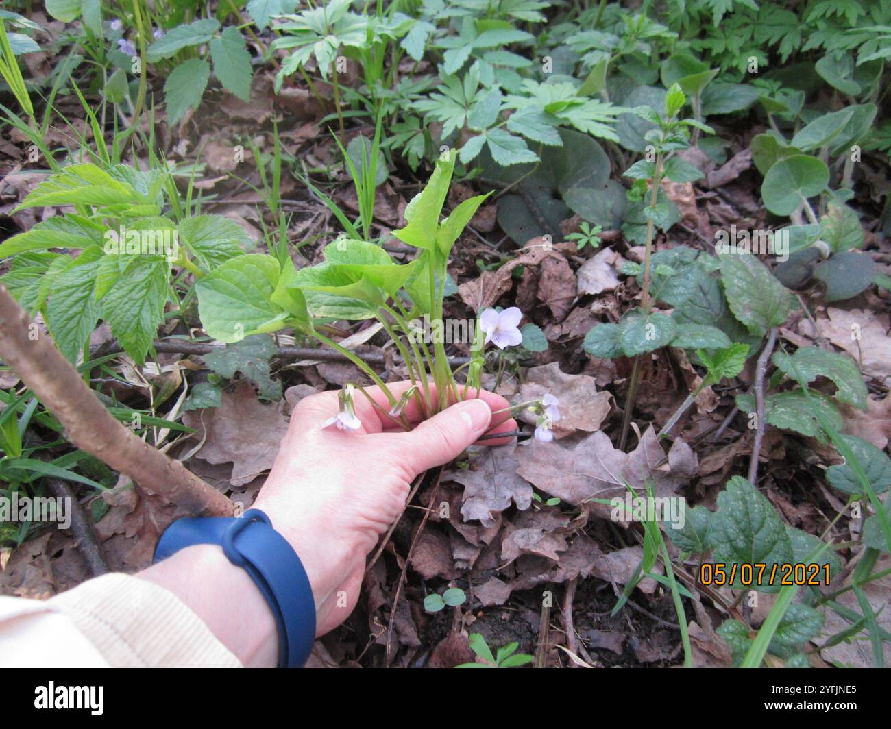 Broad-leaved Violet (Viola mirabilis Stock Photo - Alamy