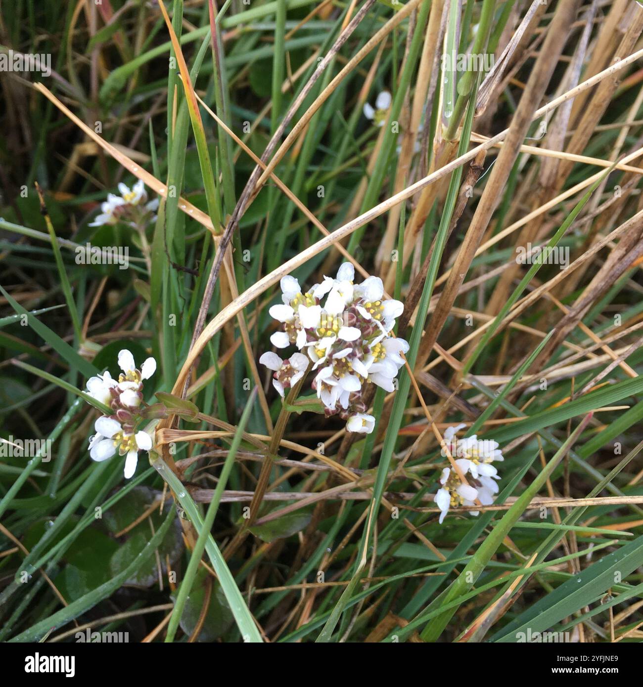Scurvy grass (Cochlearia officinalis Stock Photo - Alamy