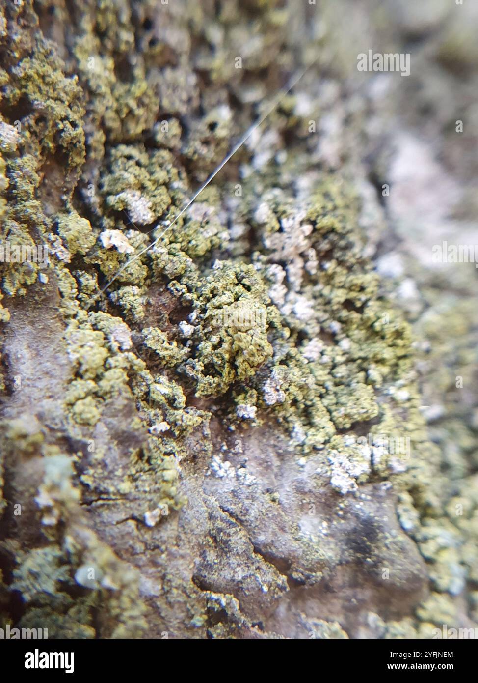 Common Clam Lichen (Hypocenomyce scalaris Stock Photo - Alamy