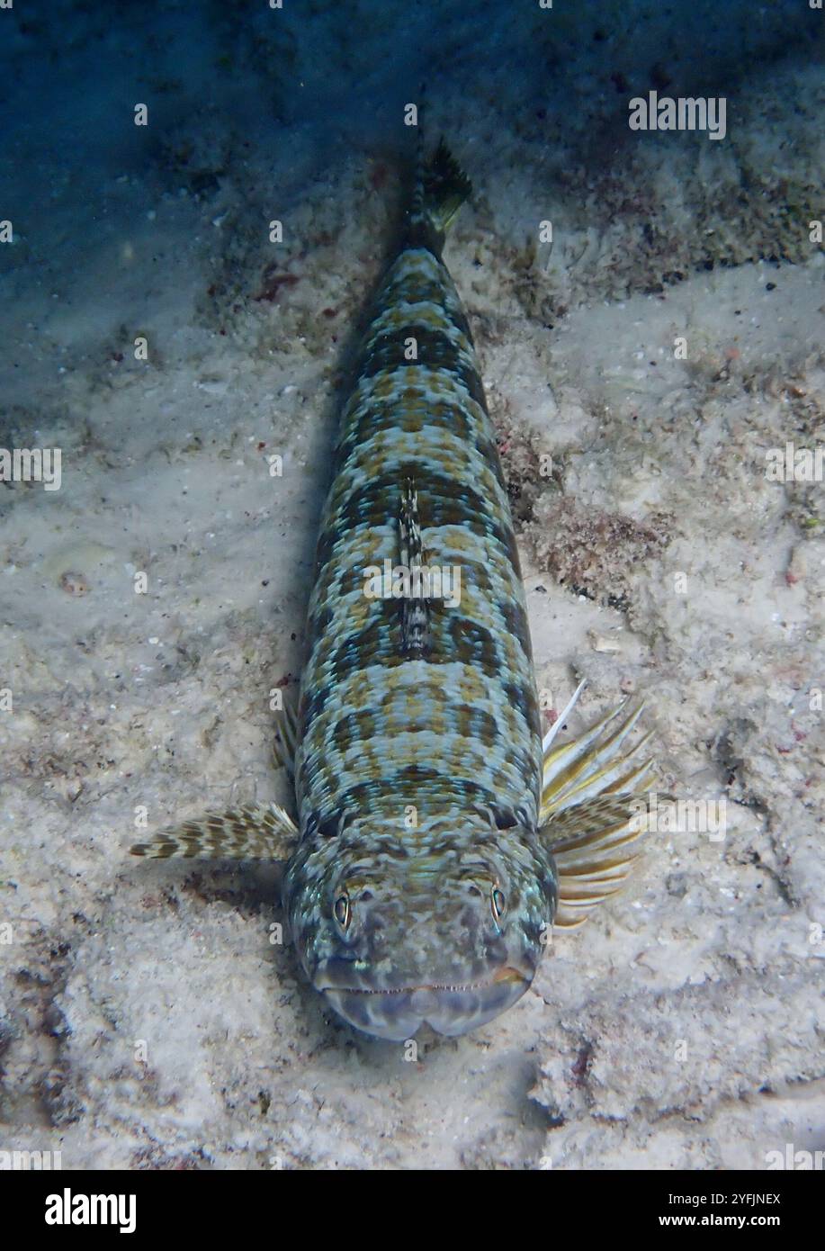 Sand Diver (Synodus intermedius Stock Photo - Alamy