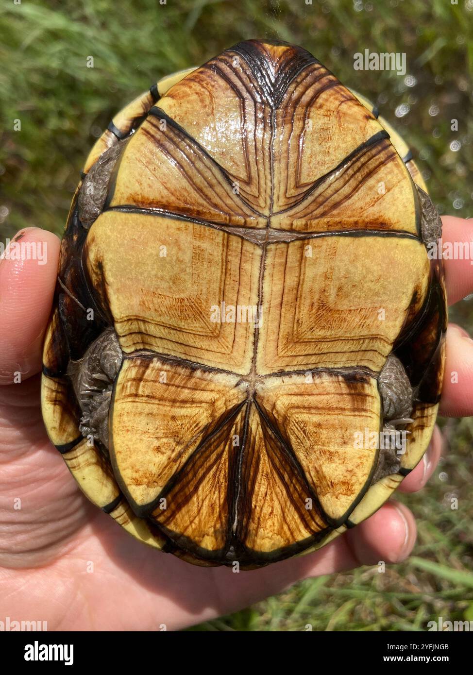 Yellow Mud Turtle (Kinosternon flavescens Stock Photo - Alamy