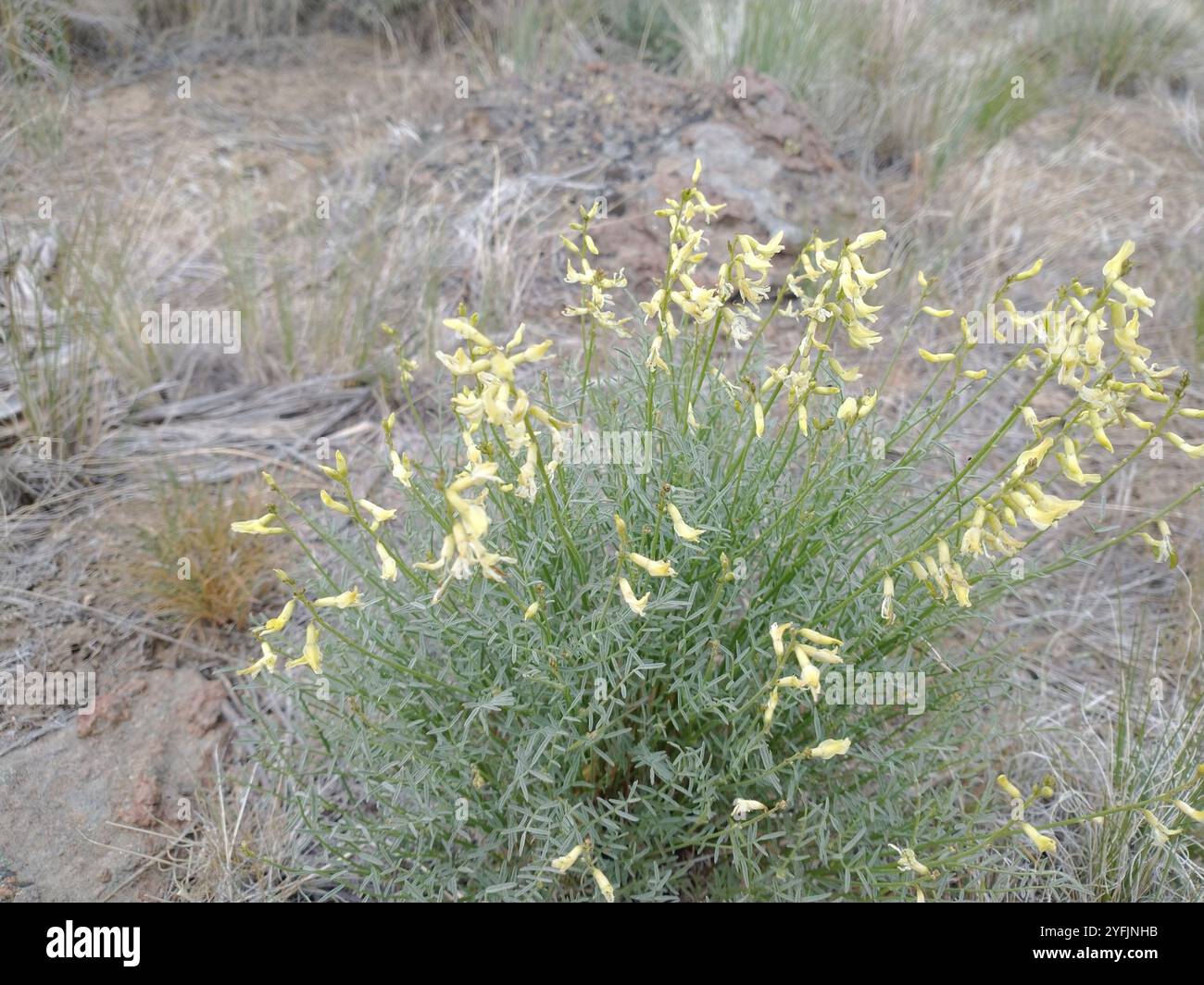 basalt milkvetch (Astragalus filipes Stock Photo - Alamy