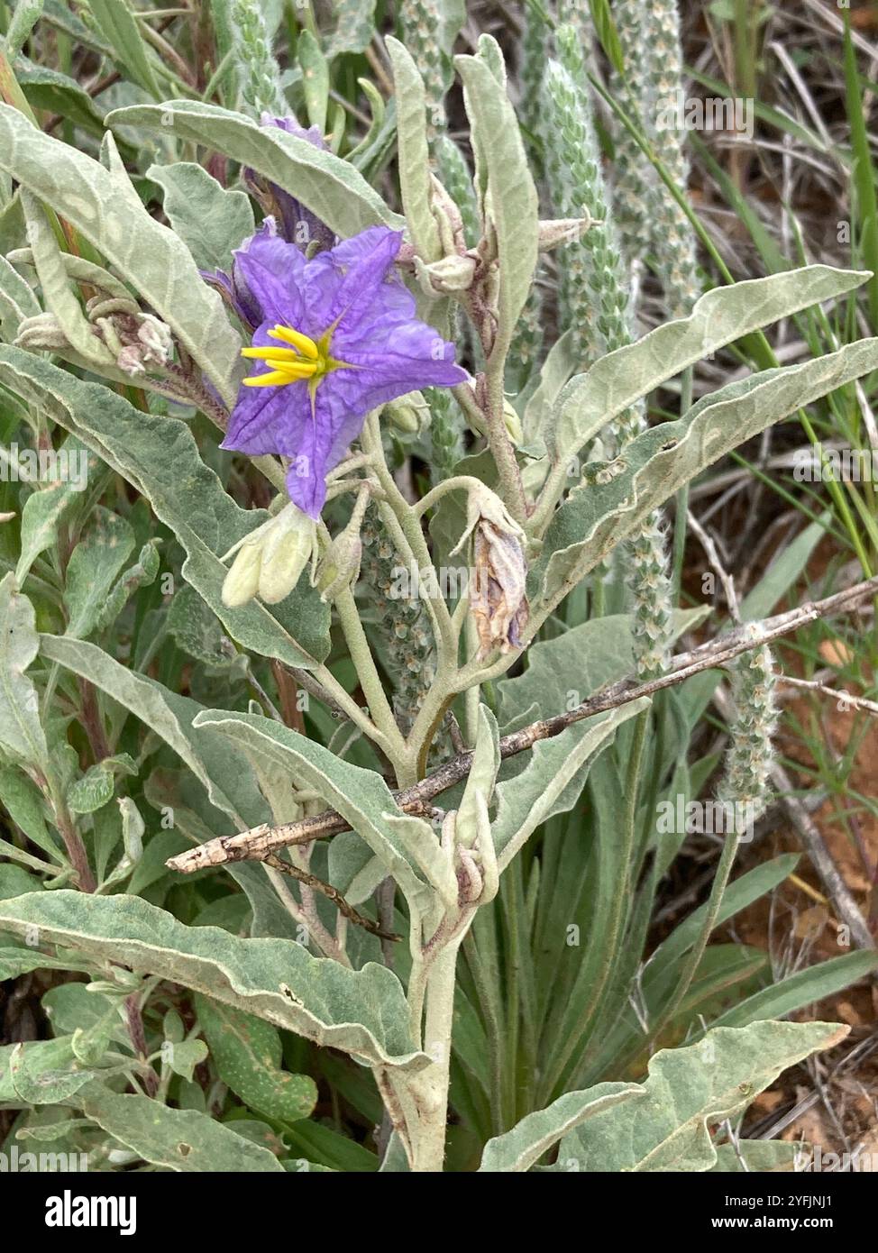 silverleaf nightshade (Solanum elaeagnifolium Stock Photo - Alamy