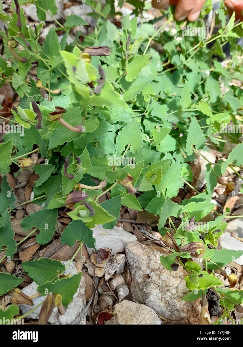 Spanish Birthwort (Aristolochia pistolochia Stock Photo - Alamy