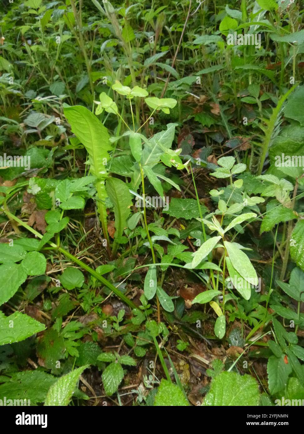 Euphorbia dulcis hi-res stock photography and images - Alamy