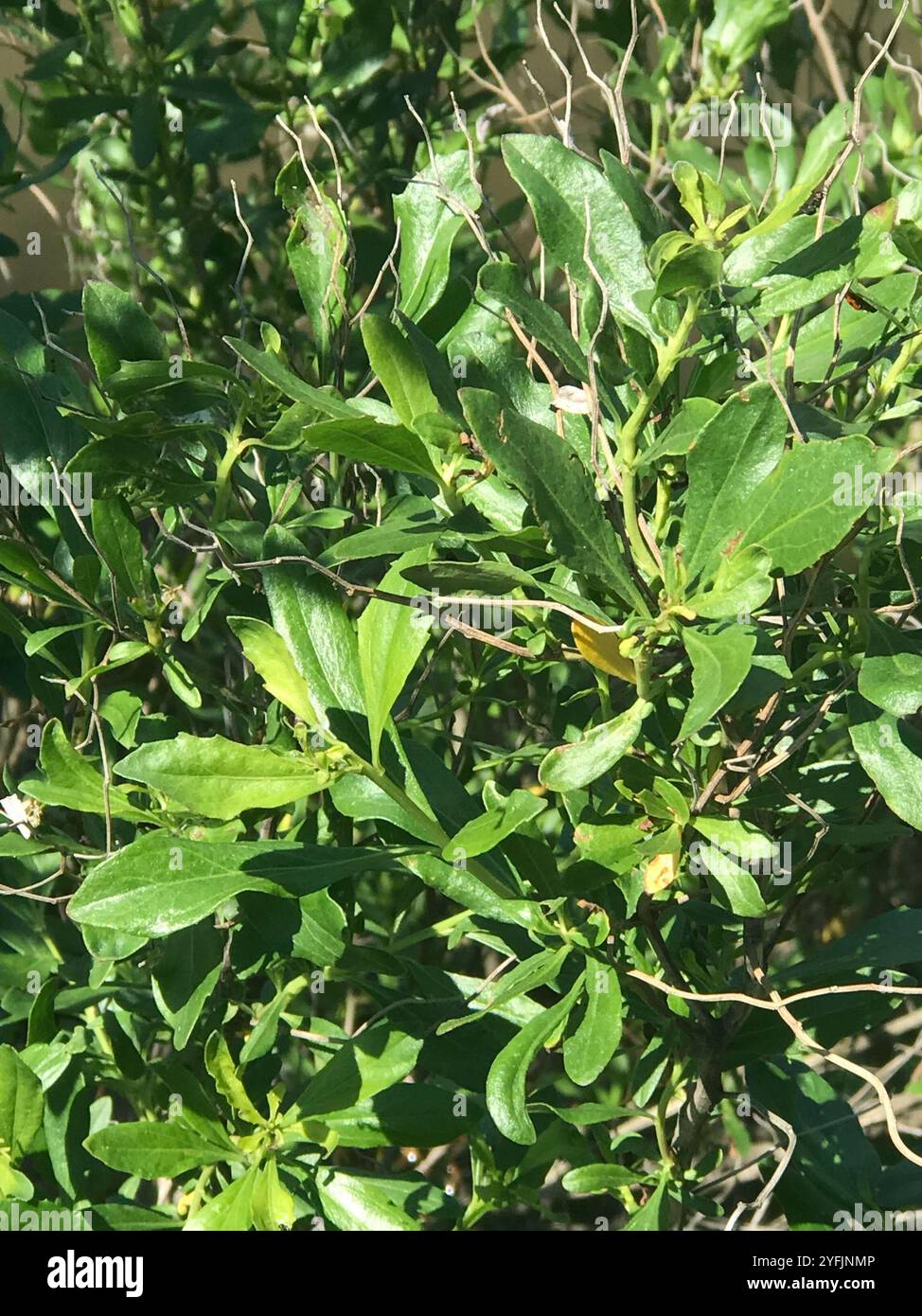 groundsel tree (Baccharis halimifolia Stock Photo - Alamy