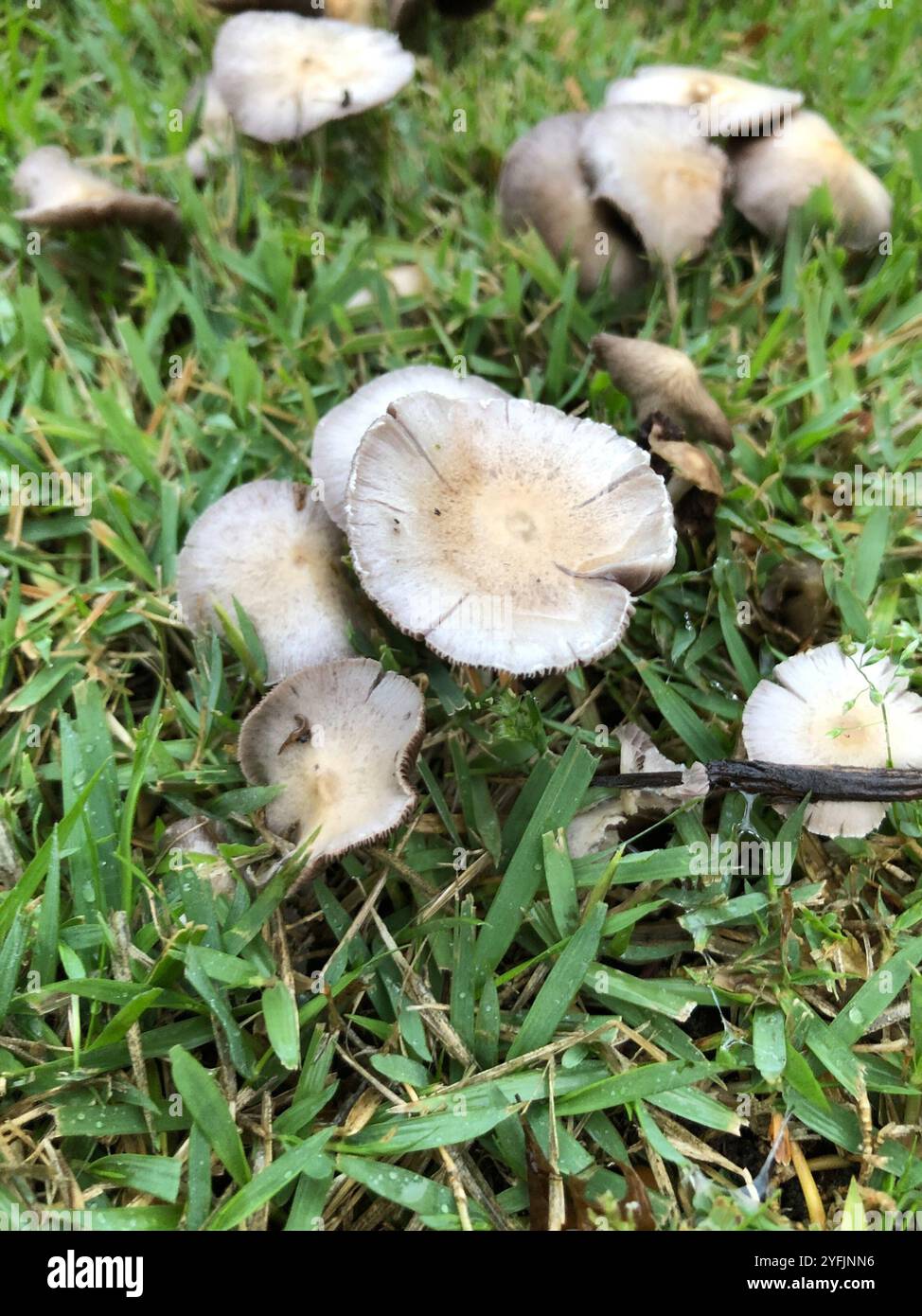 Candolleomyces hi-res stock photography and images - Alamy