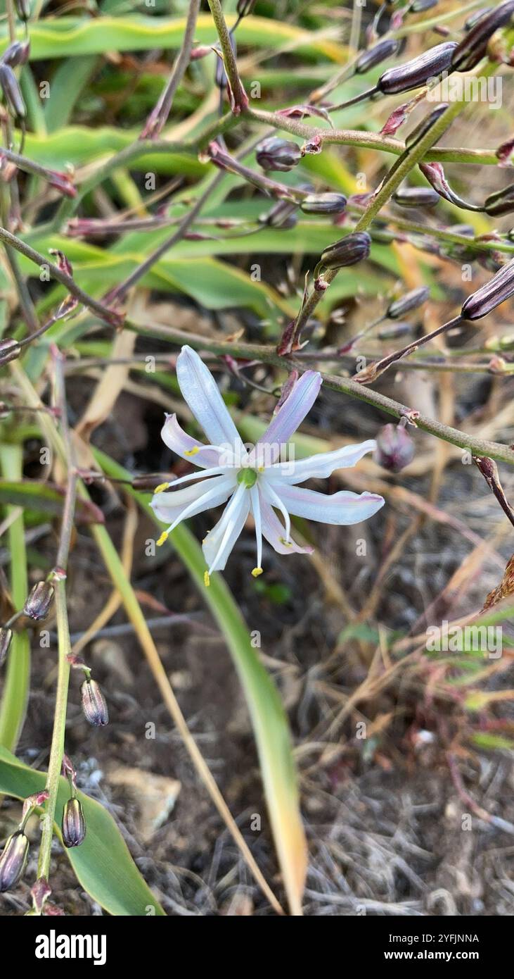 wavy-leafed soap plant (Chlorogalum pomeridianum Stock Photo - Alamy