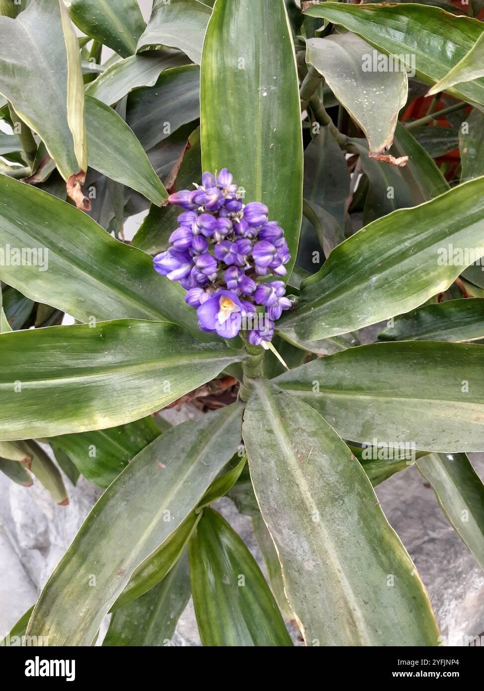 Blue ginger (Dichorisandra thyrsiflora Stock Photo - Alamy