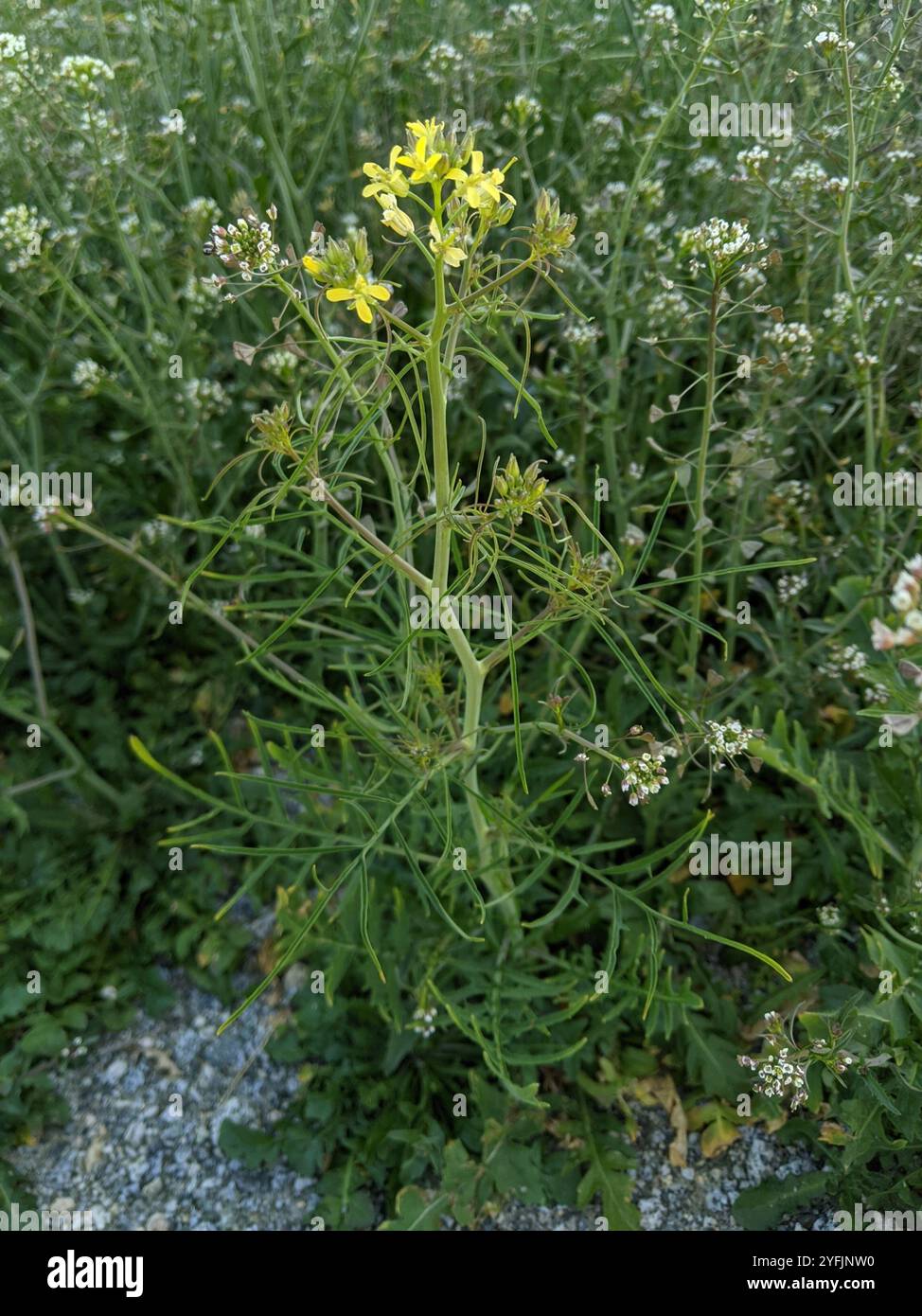 Tall Tumblemustard (Sisymbrium altissimum Stock Photo - Alamy
