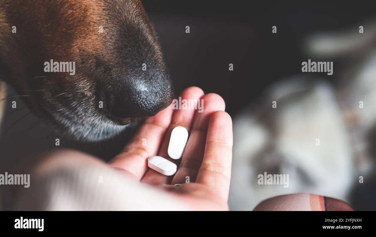 Scent nose sniffing hi-res stock photography and images - Alamy