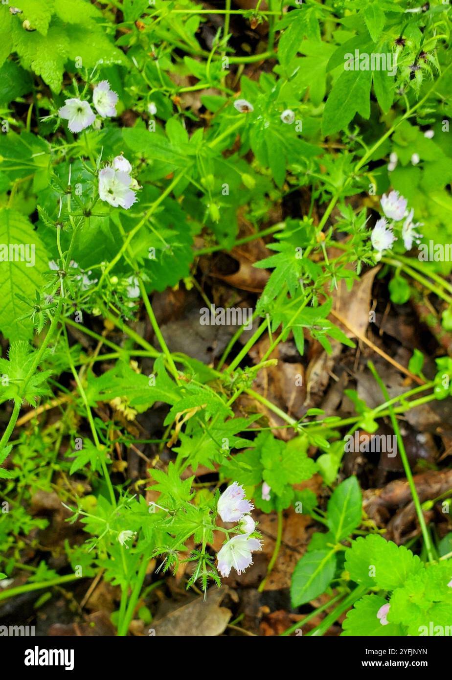 Miami Mist (Phacelia purshii Stock Photo - Alamy