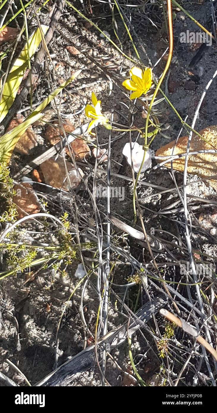 Half-mast Flax (Linum africanum Stock Photo - Alamy