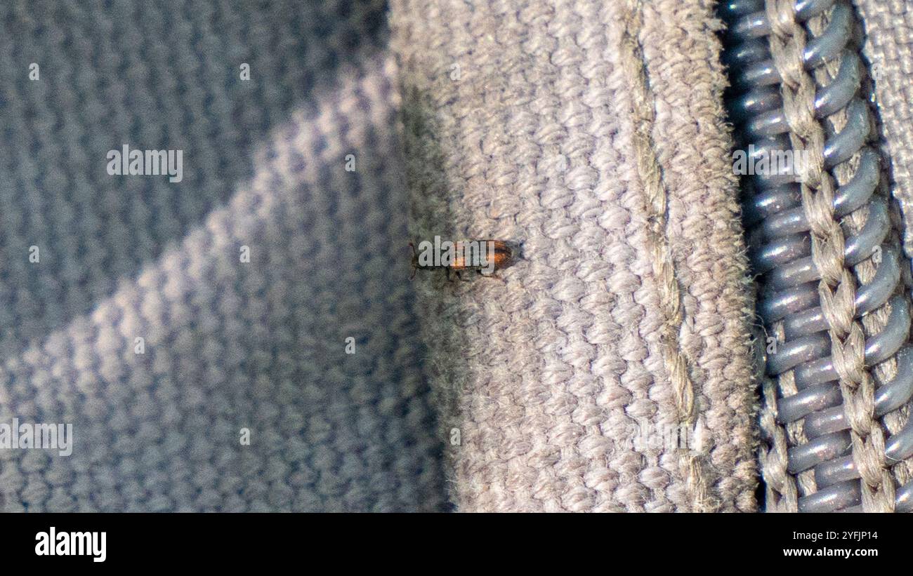 Cylindrical bark beetle hi-res stock photography and images - Alamy