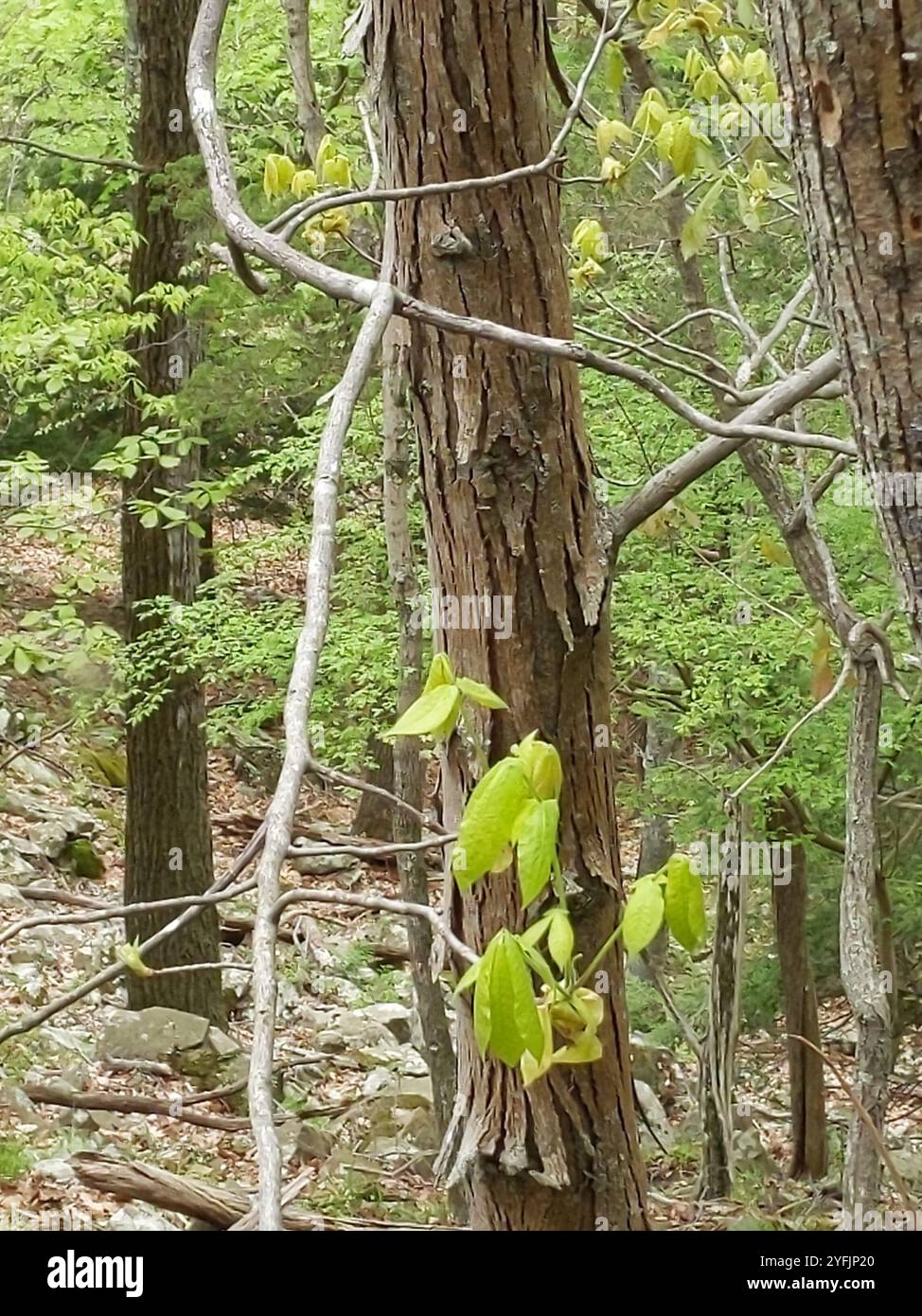shagbark hickory (Carya ovata Stock Photo - Alamy