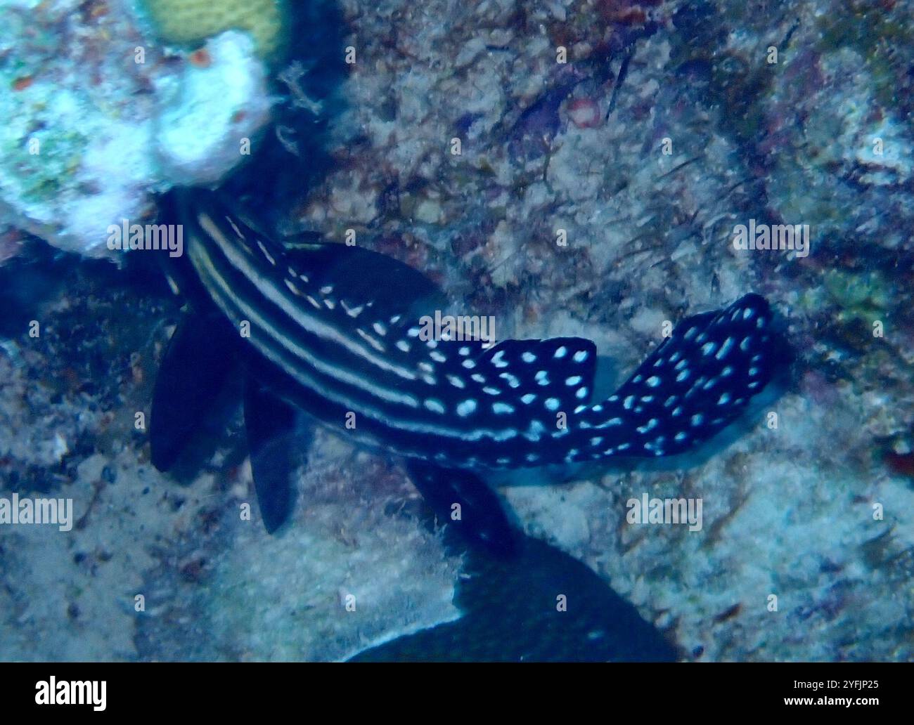 Spotted Drum (Eques punctatus Stock Photo - Alamy